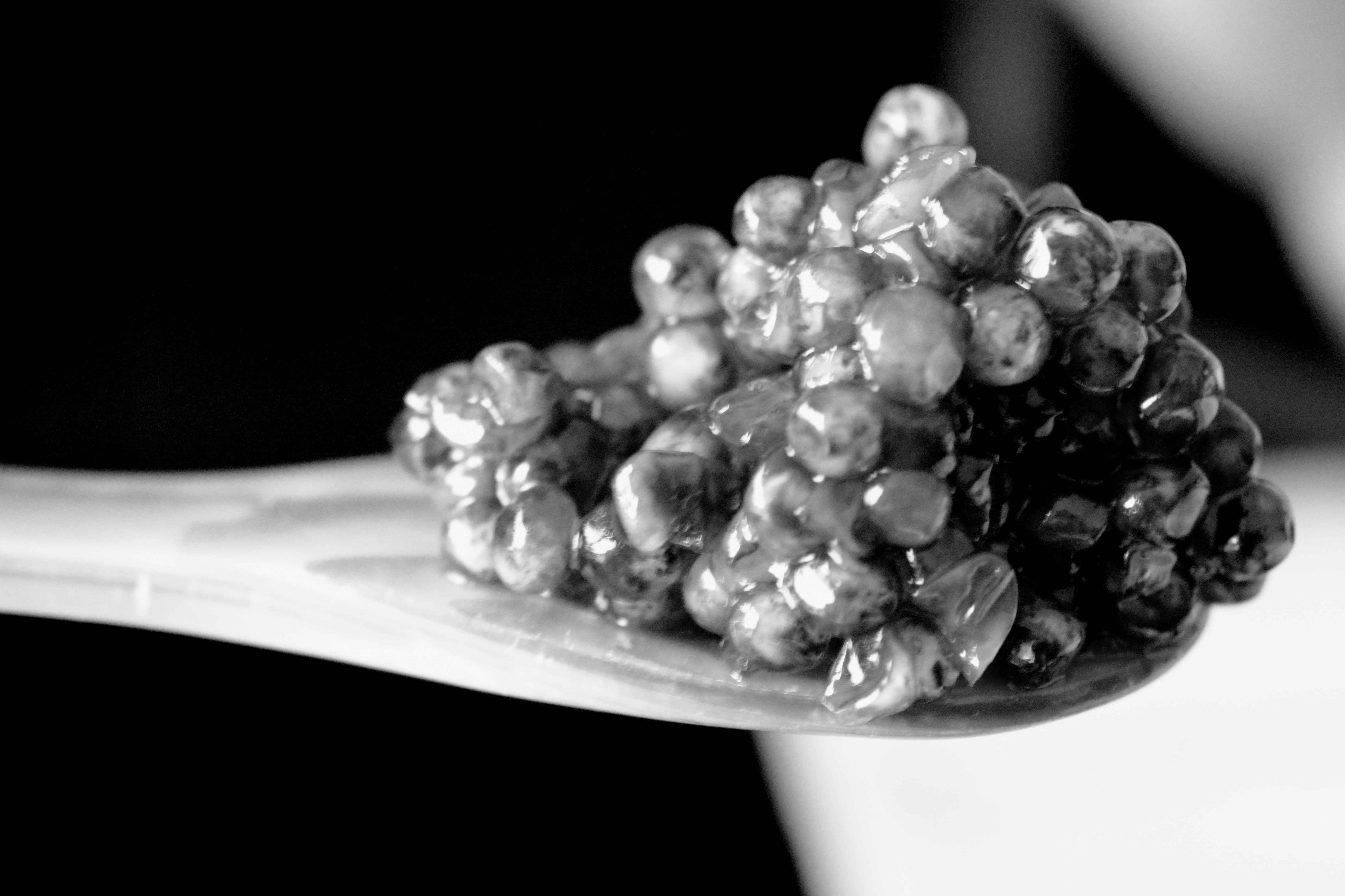 Seafood | Terry Selection